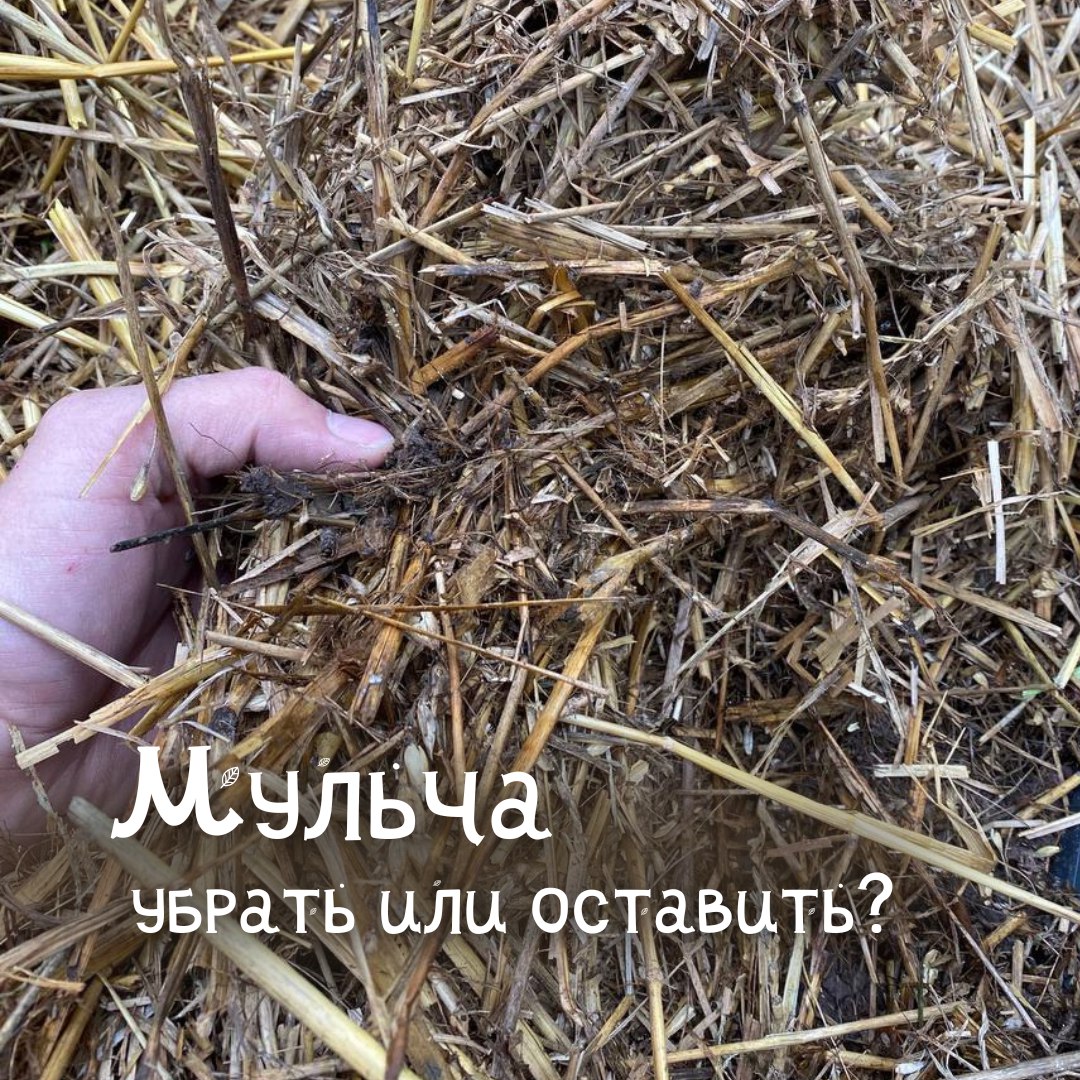 Блог Onsad.ru :: Мульча убрать или оставить? - Купить семена почтой в ...