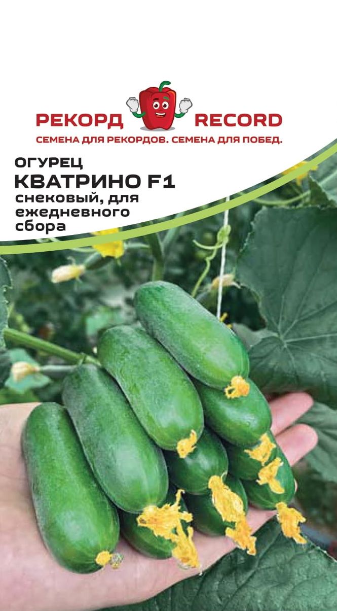 Купить Огурец "Рекорд" Кватрино F1 2 сем в Онсад.ру с доставкой Почтой